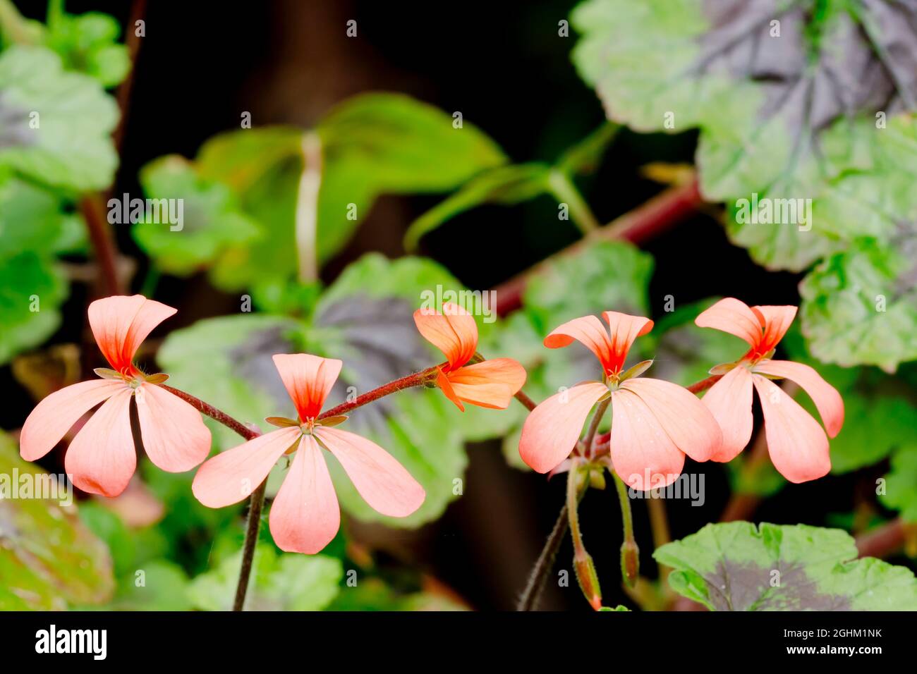 Pelargoniums June High Resolution Stock Photography and Images - Alamy