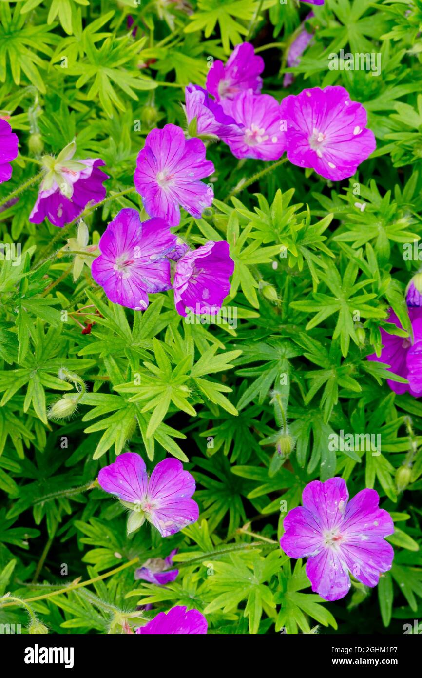 Bloody geranium 'Inverness' in bloom in a garden Stock Photo - Alamy
