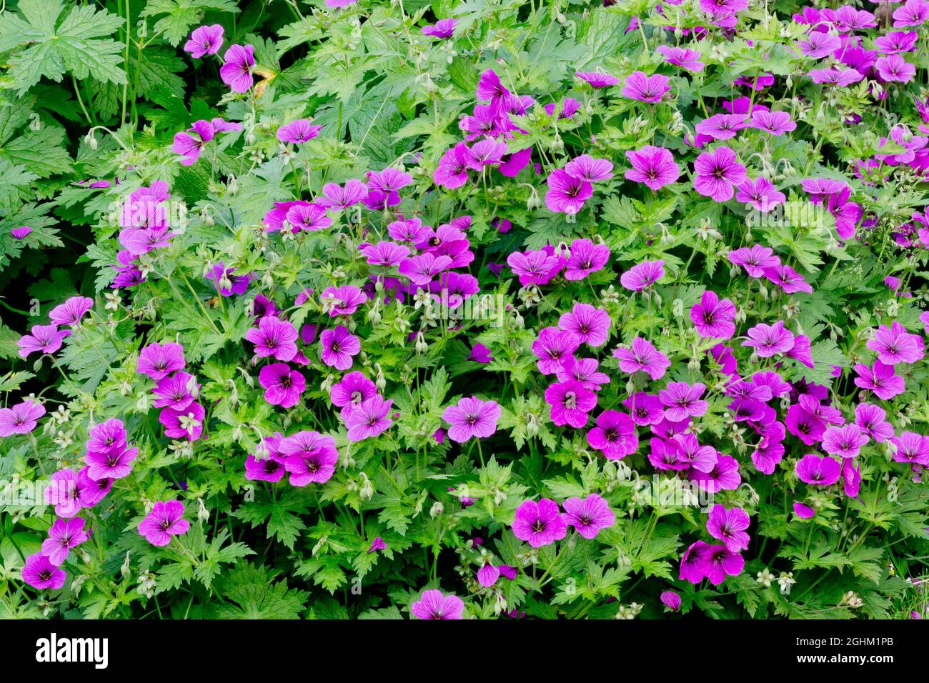 Geranium Psilostemon High Resolution Stock Photography and Images - Alamy
