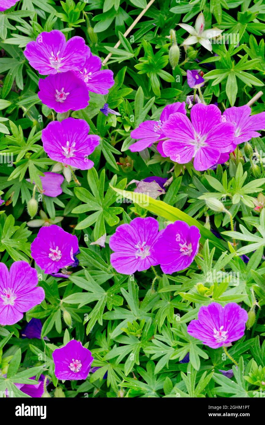 Bloody geranium 'Nyewood' in bloom in a garden Stock Photo - Alamy