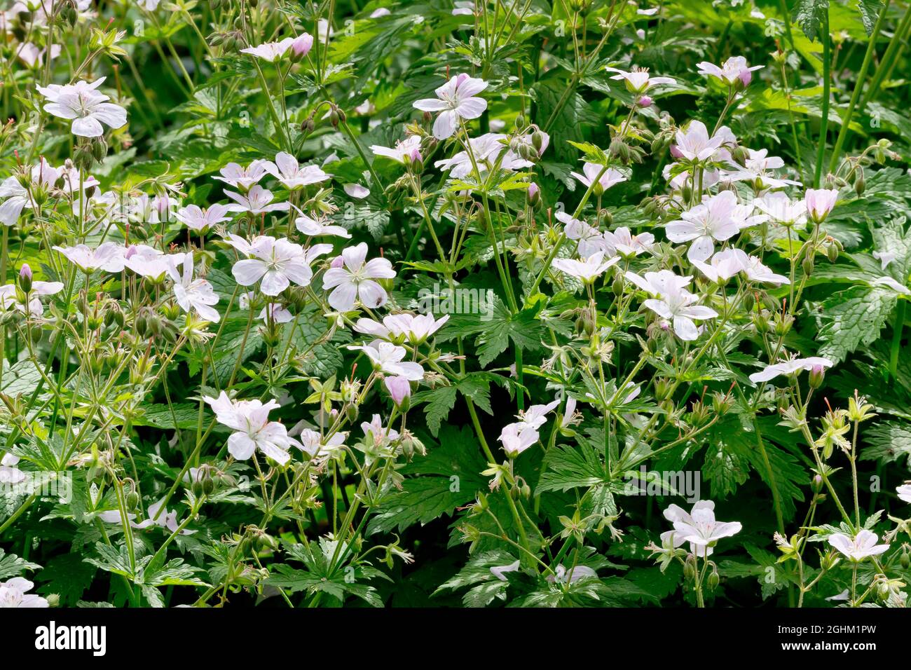 Geranium sylvaticum 'Album' Stock Photo - Alamy