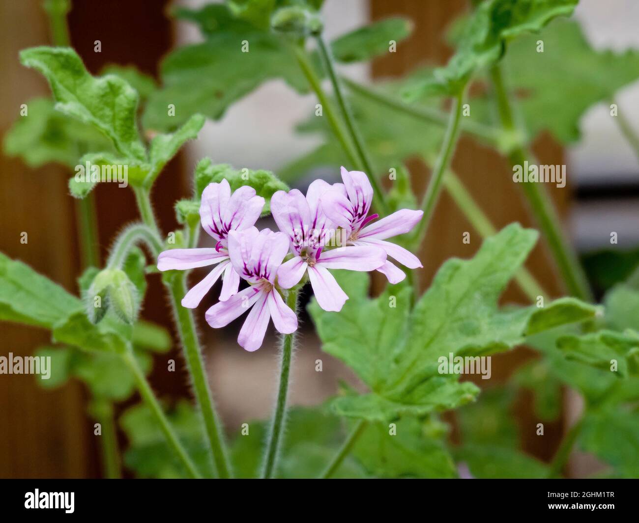 Pelargonium 'Robert's Lemon Rose' in bloom in a garden Stock Photo - Alamy