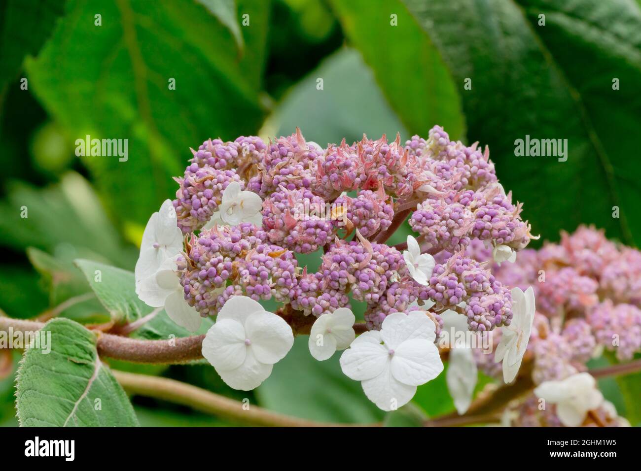 Hydrangea aspera ssp. strigosa Stock Photo - Alamy