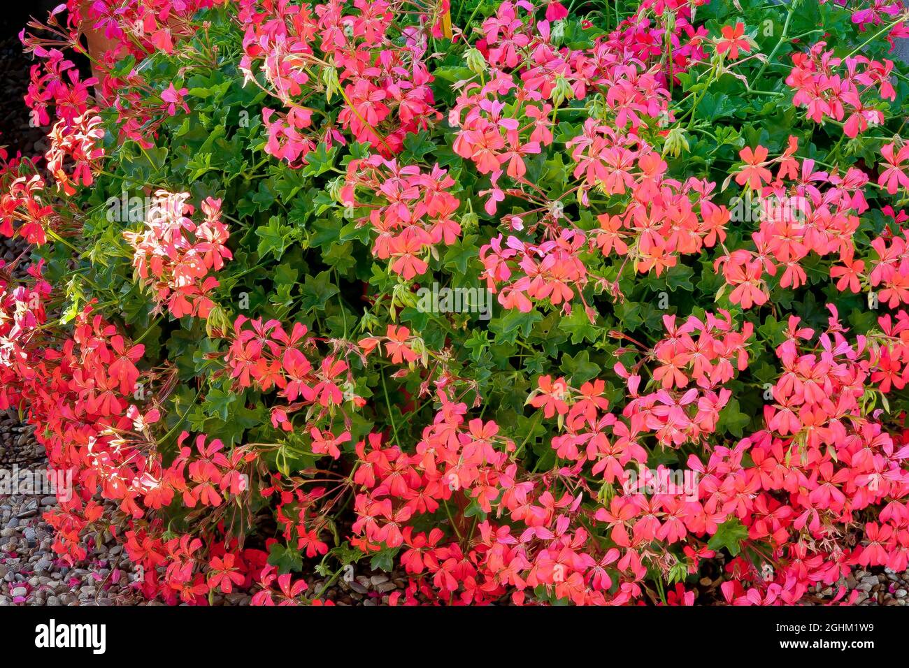 Pelargonium 'Mini Cascade Rouge' in bloom in a garden Stock Photo - Alamy