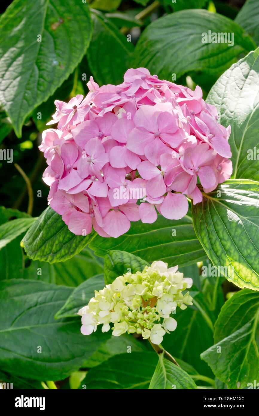 Hydrangea 'Nikko Rose' in bloom in a garden Stock Photo - Alamy