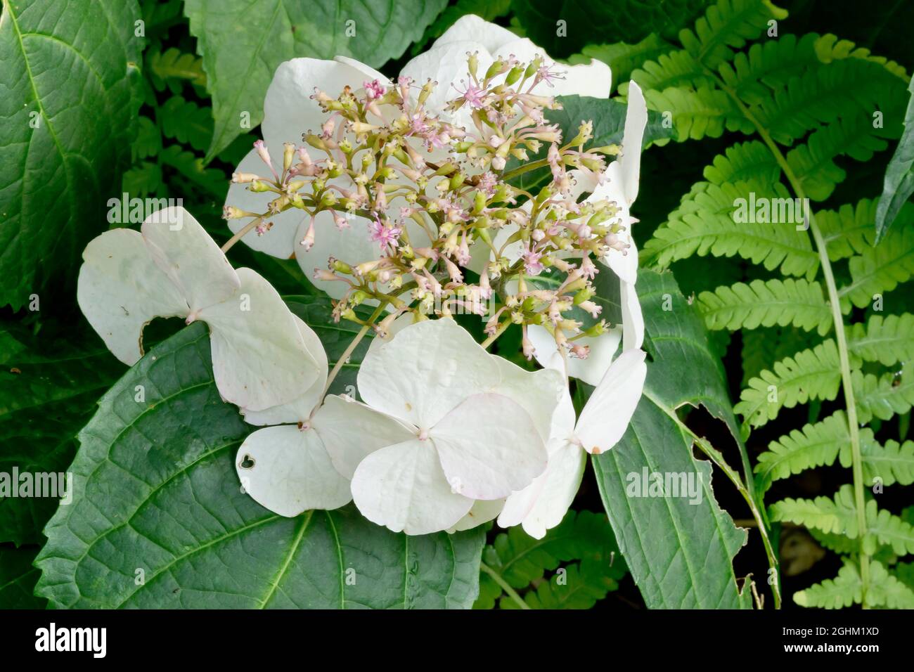 Hydrangea 'White Wave' in bloom in a garden Stock Photo - Alamy