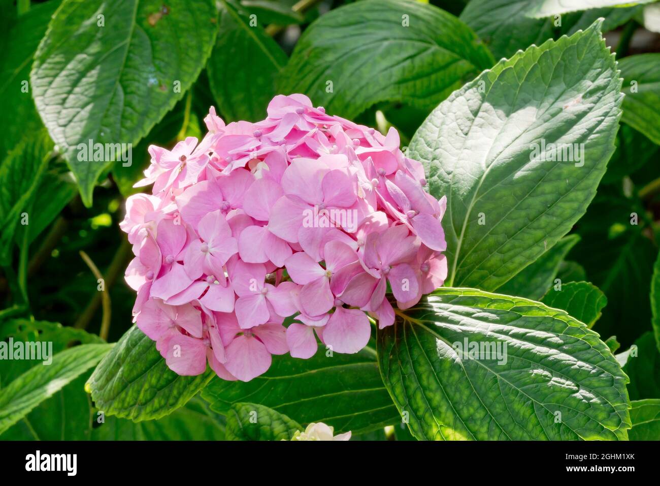 Hydrangea 'Nikko Rose' in bloom in a garden Stock Photo - Alamy