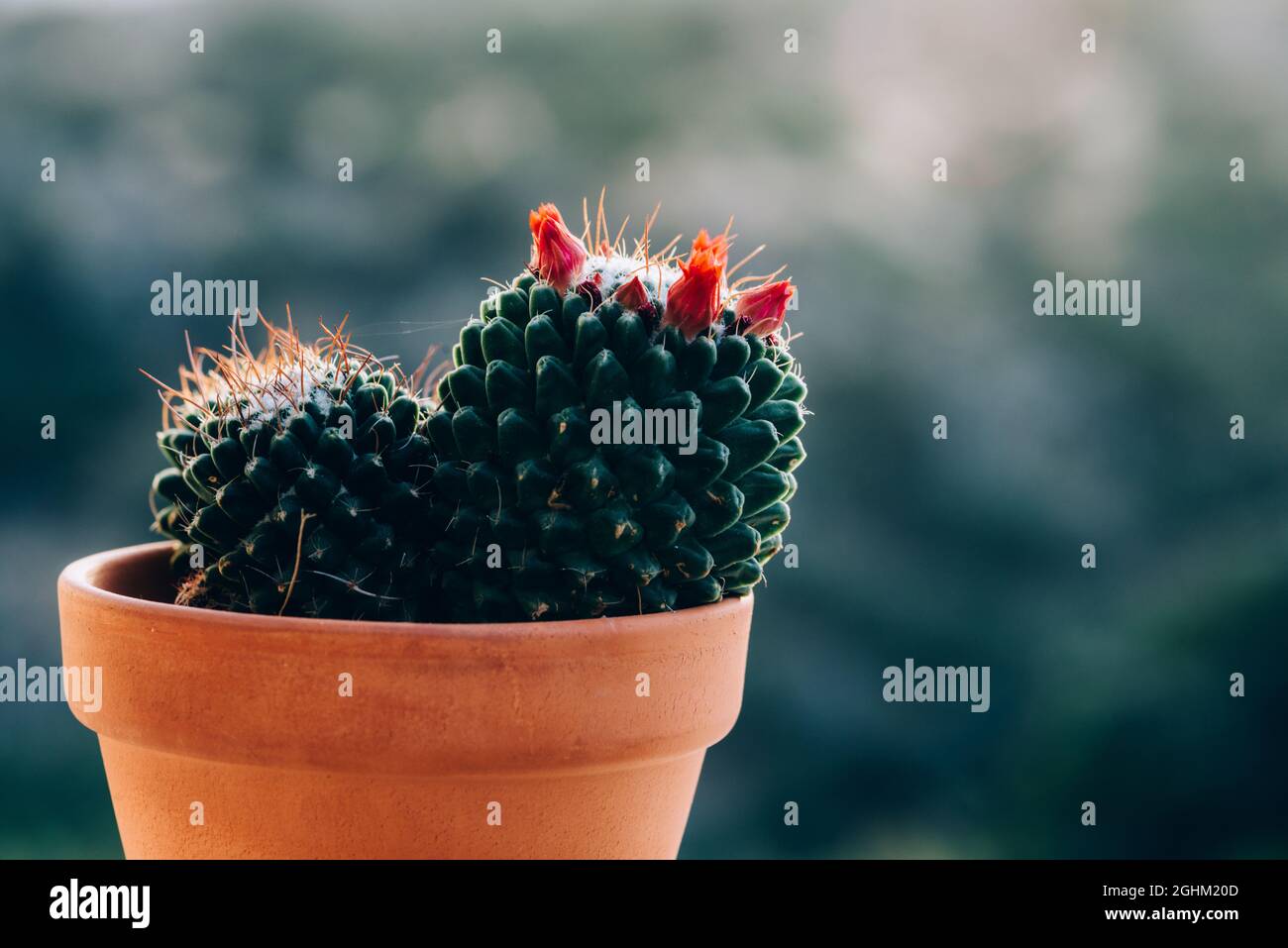 Closeup shot of cactus plants with buds in a brown pot Stock Photo - Alamy