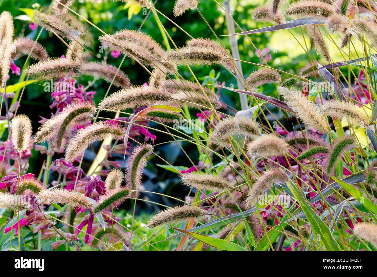 Setaria atropurpurea viridis 'Caramel', Dahlia 'Karma Sangria' Stock ...