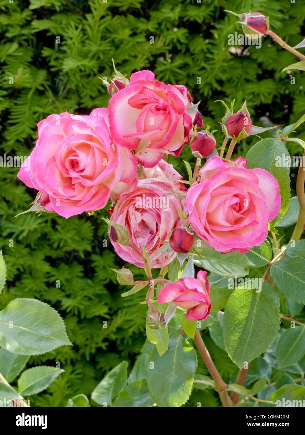 Rose tree 'Nicole' in bloom in a garden Stock Photo - Alamy