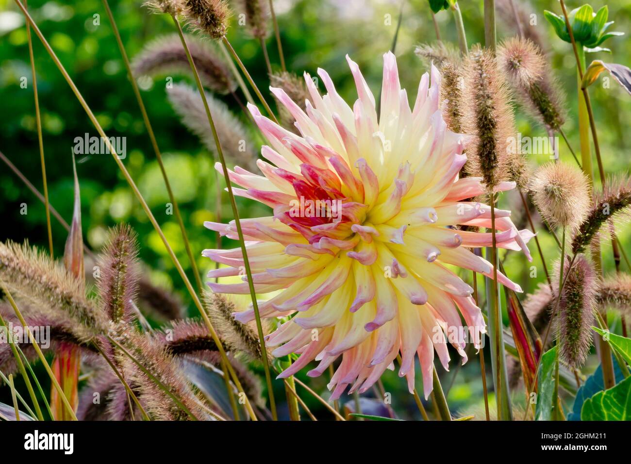 Setaria atropurpurea viridis 'Caramel', Dahlia 'Karma Sangria' Stock ...