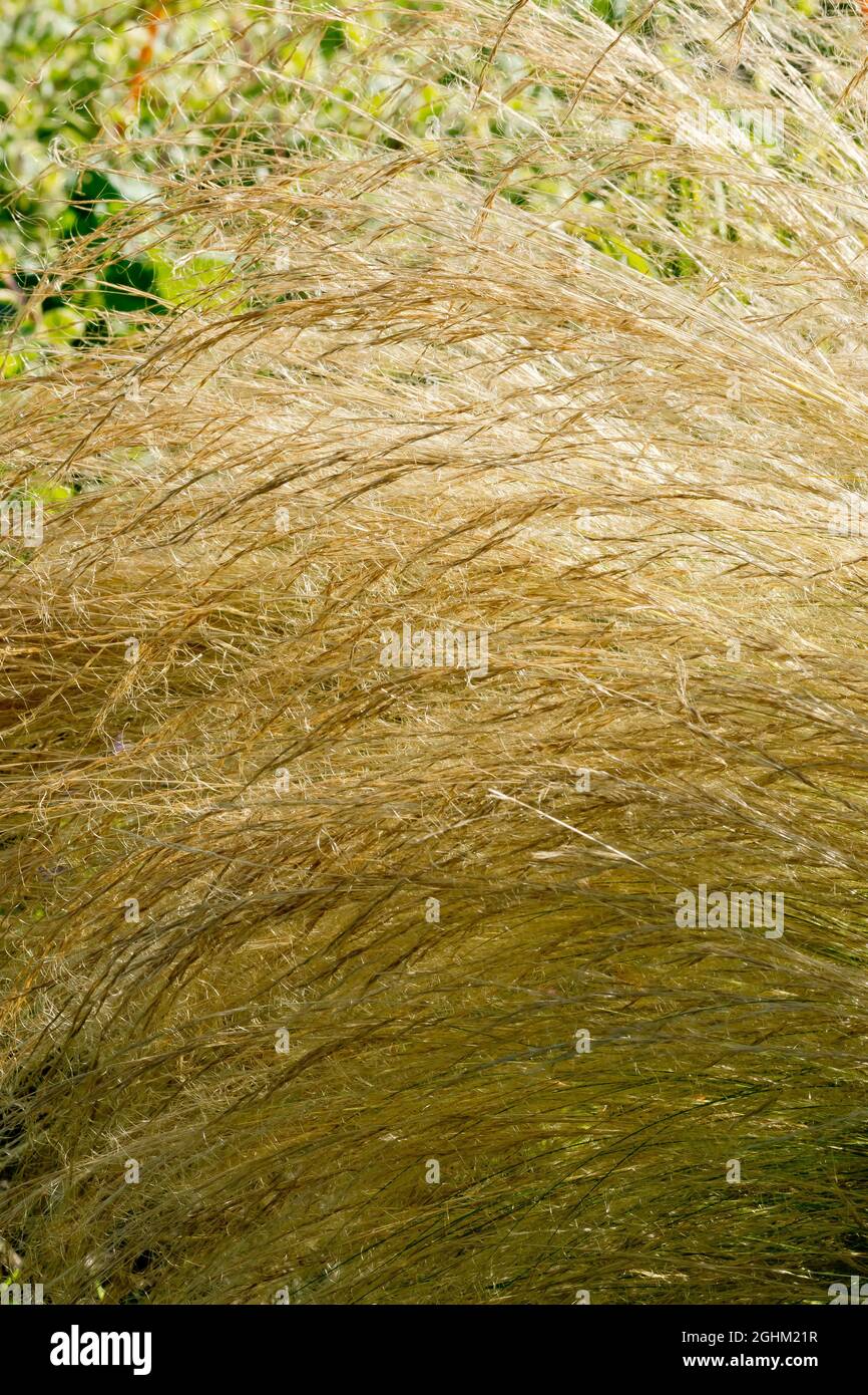 Stipa growing hi-res stock photography and images - Alamy