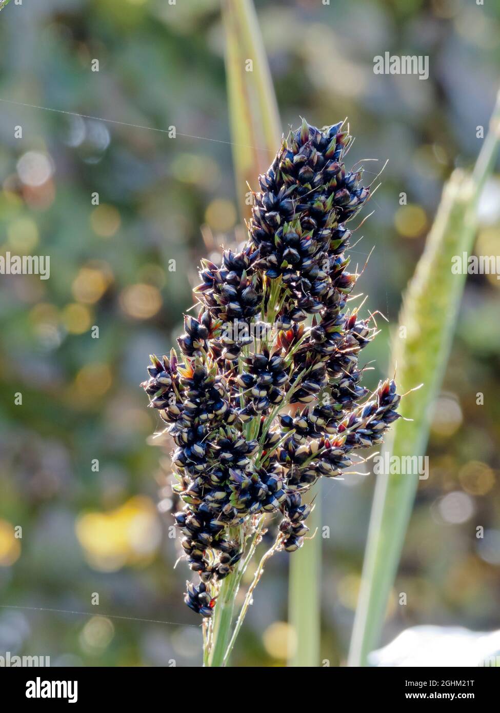 Sorghum sorghum vulgare hi-res stock photography and images - Alamy