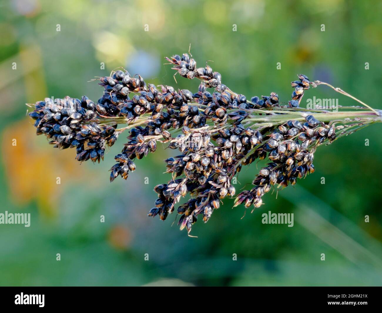 Sorghum sorghum vulgare hi-res stock photography and images - Alamy