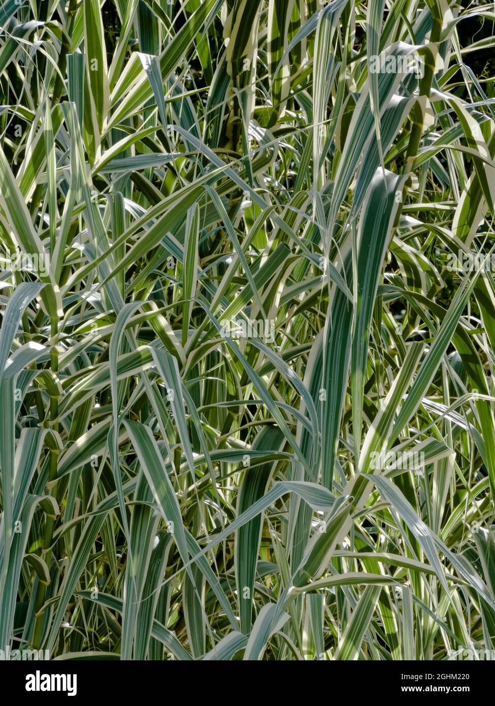 Arundo donax 'Variegata' (Canne de Provence Stock Photo - Alamy