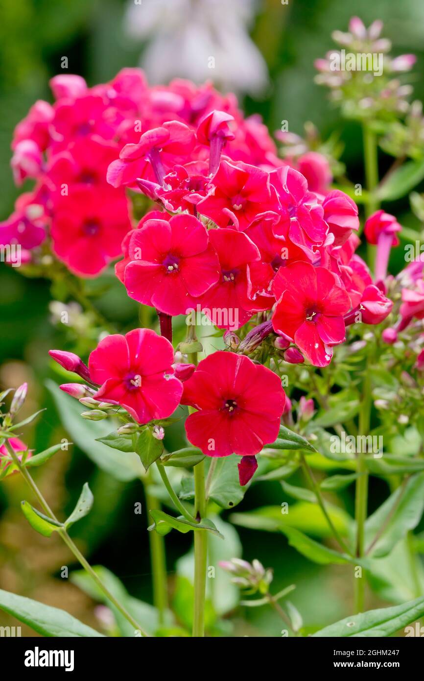 Fall phlox 'Red Riding Hood' in bloom in a garden Stock Photo - Alamy