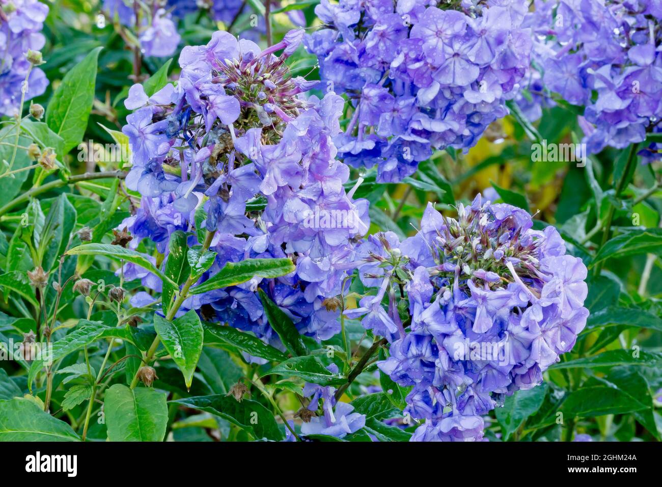 Phlox paniculata ?Blue Boy Stock Photo - Alamy
