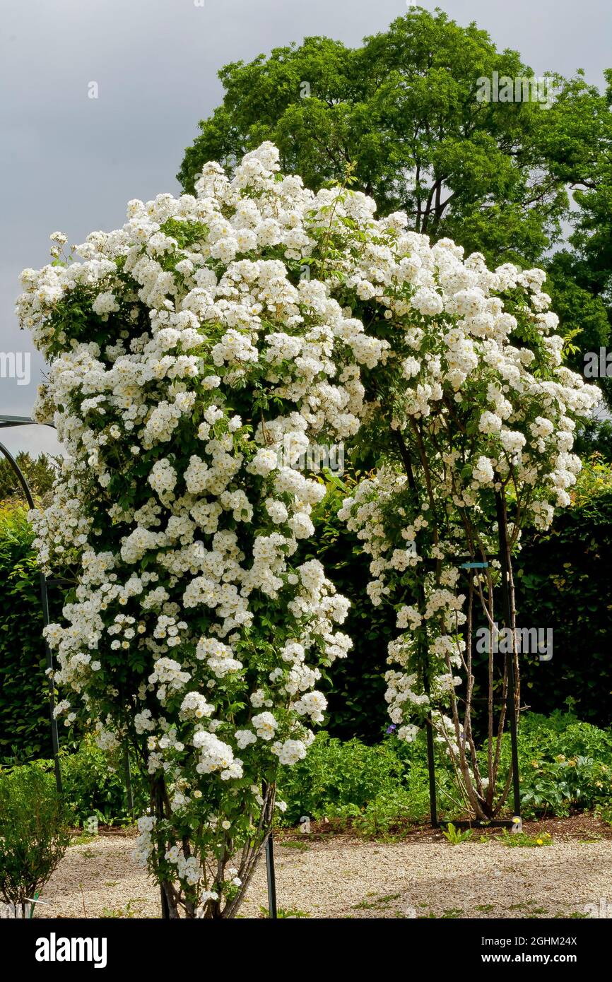 Rose tree 'Seagull' in bloom in a garden Stock Photo - Alamy