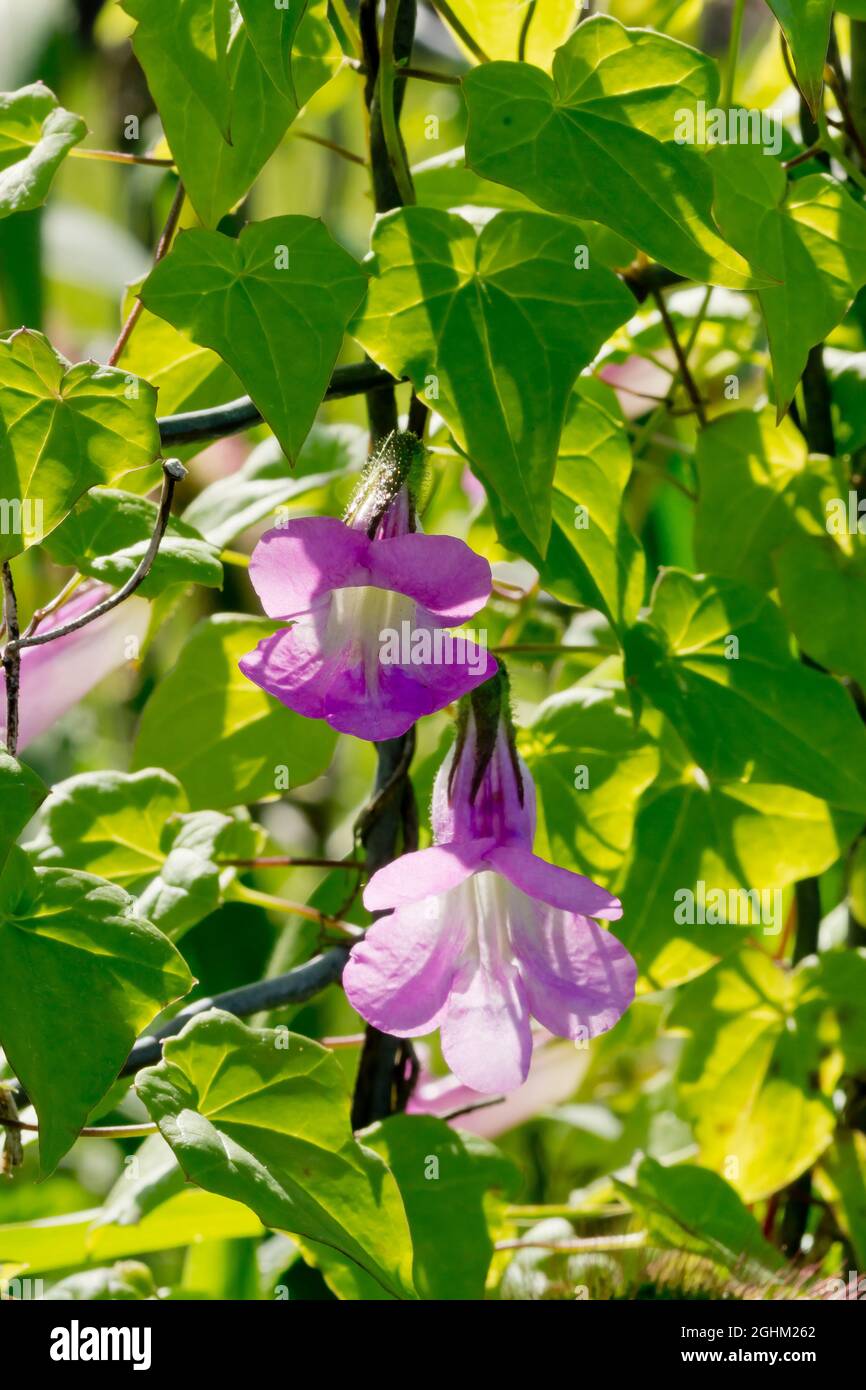 Maurandya barclayana 'Angel Rose Tendre' Stock Photo - Alamy