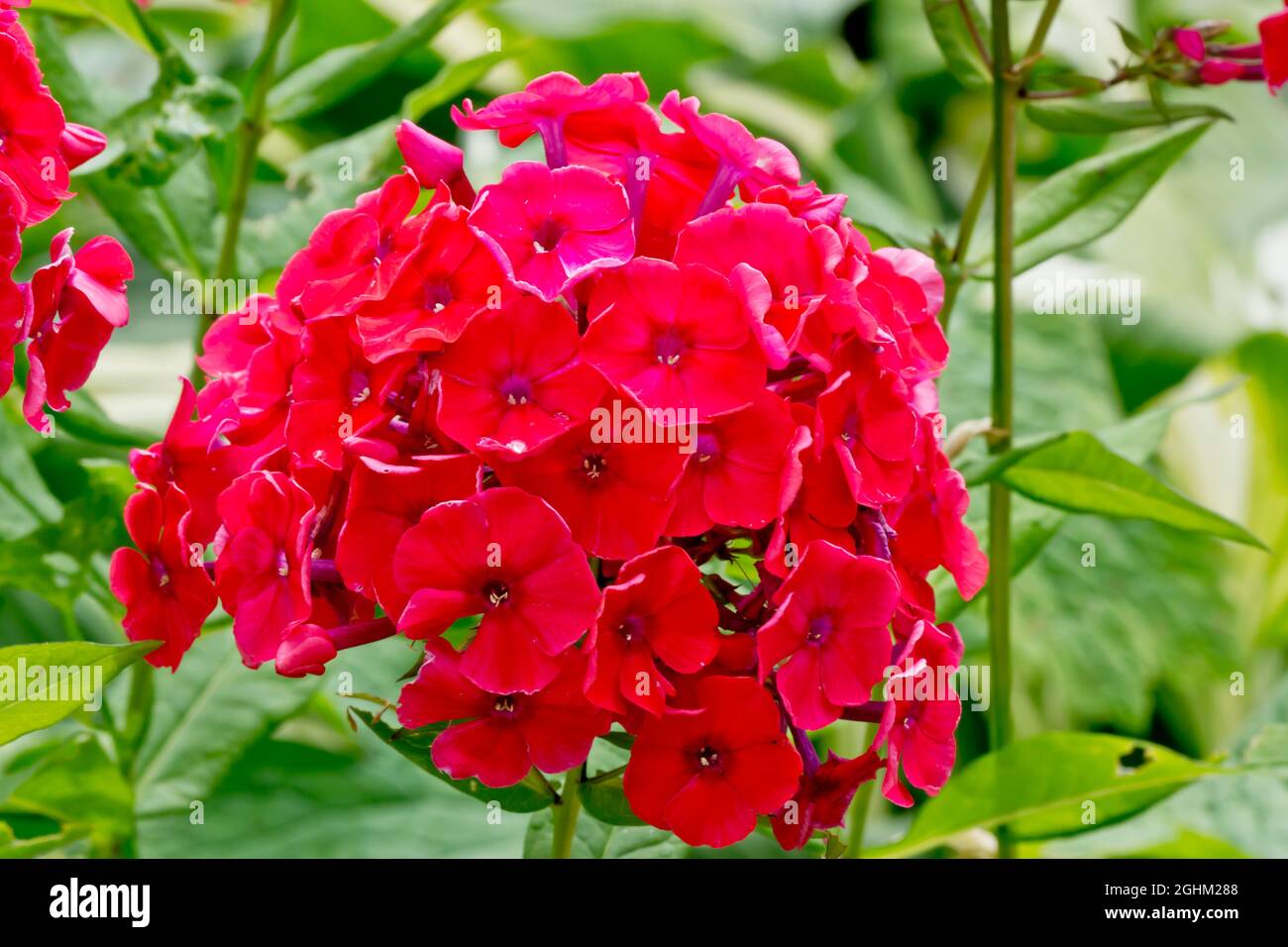 Fall phlox 'Red Riding Hood' in bloom in a garden Stock Photo - Alamy