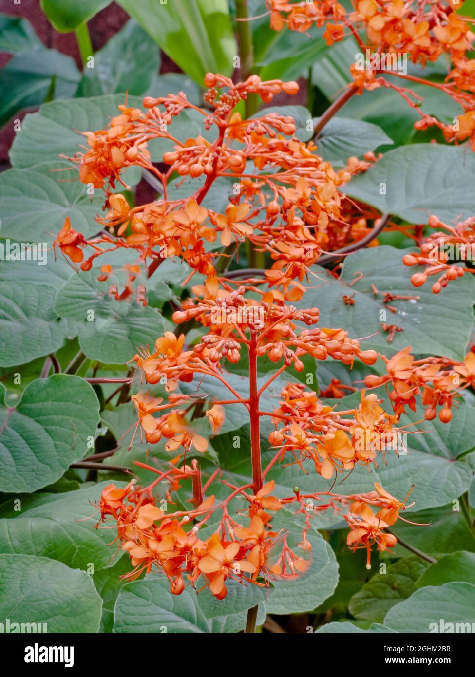 Clerodendrum house plant hi-res stock photography and images - Alamy