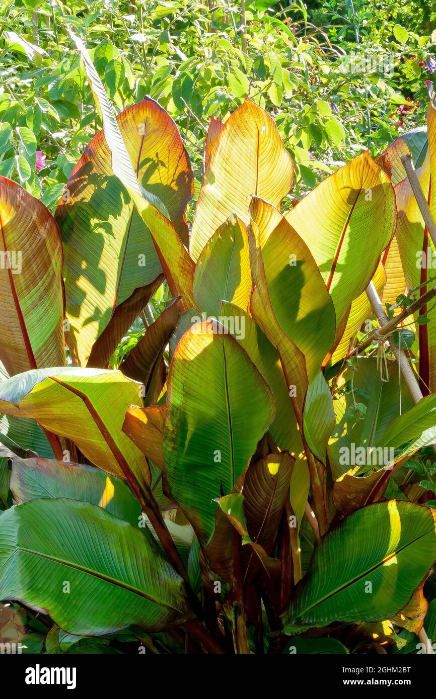 Ensete ventricosum 'Maurelii' Stock Photo - Alamy