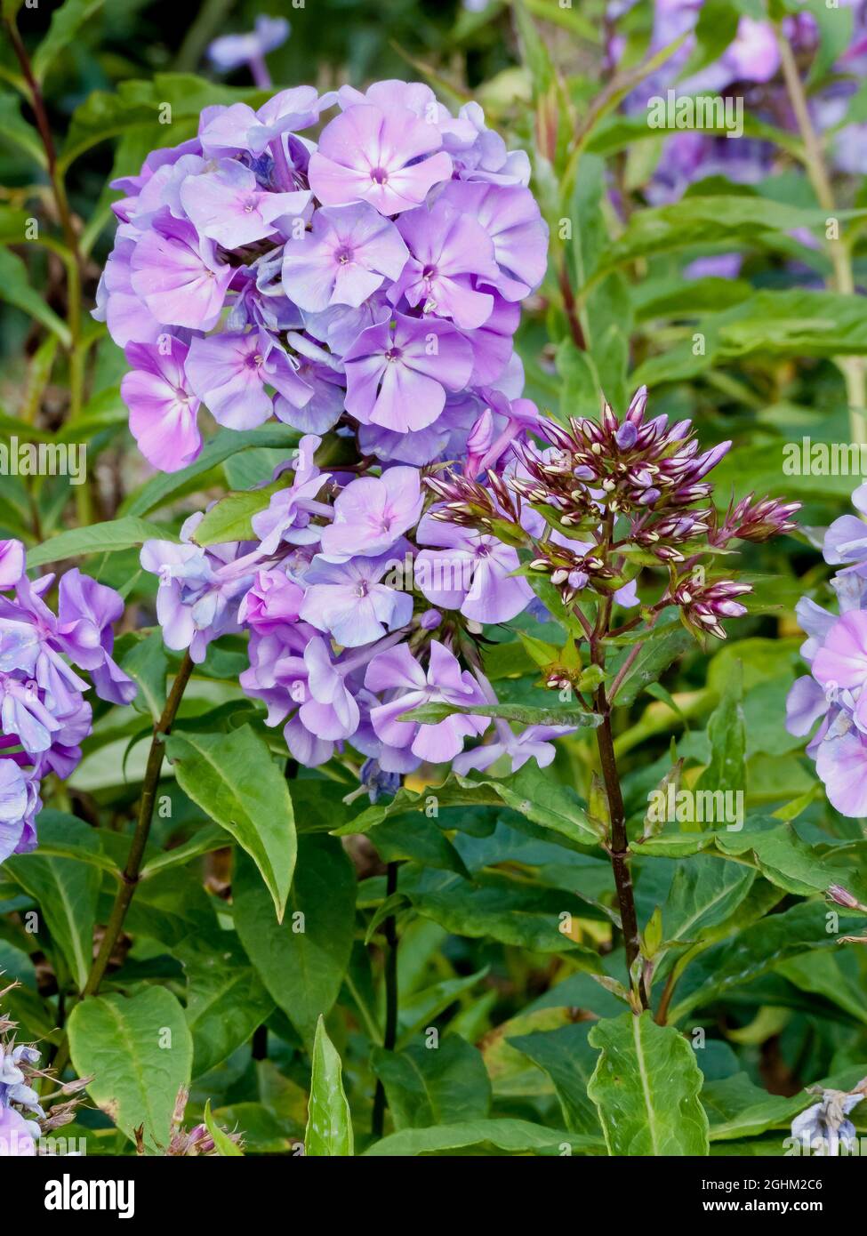 Phlox paniculata 'Blue Boy' Stock Photo - Alamy