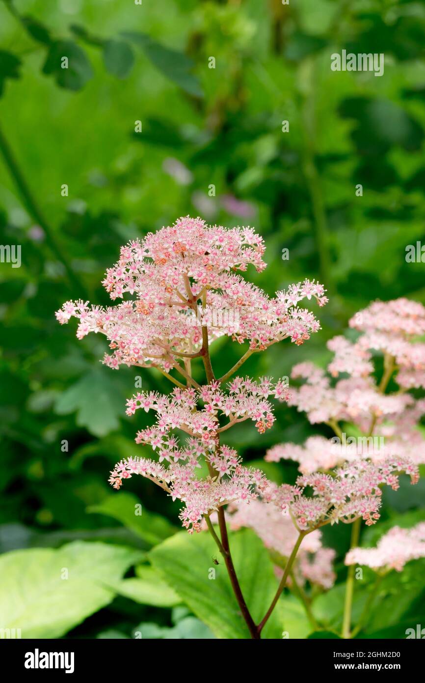 Rodgersia rodgersia sp hi-res stock photography and images - Alamy