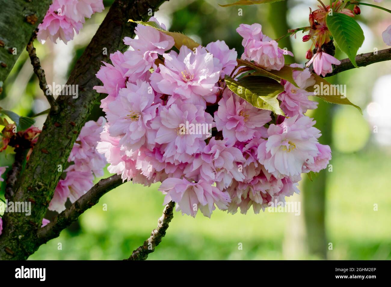 Prunus serrulata 'Shogetsu' Stock Photo - Alamy