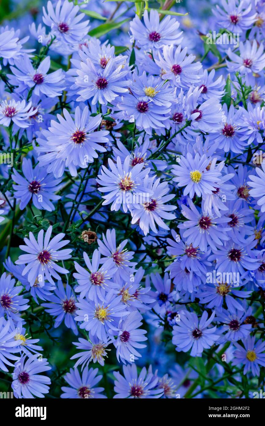 Aster dumosus 'Little Carlow' Stock Photo - Alamy