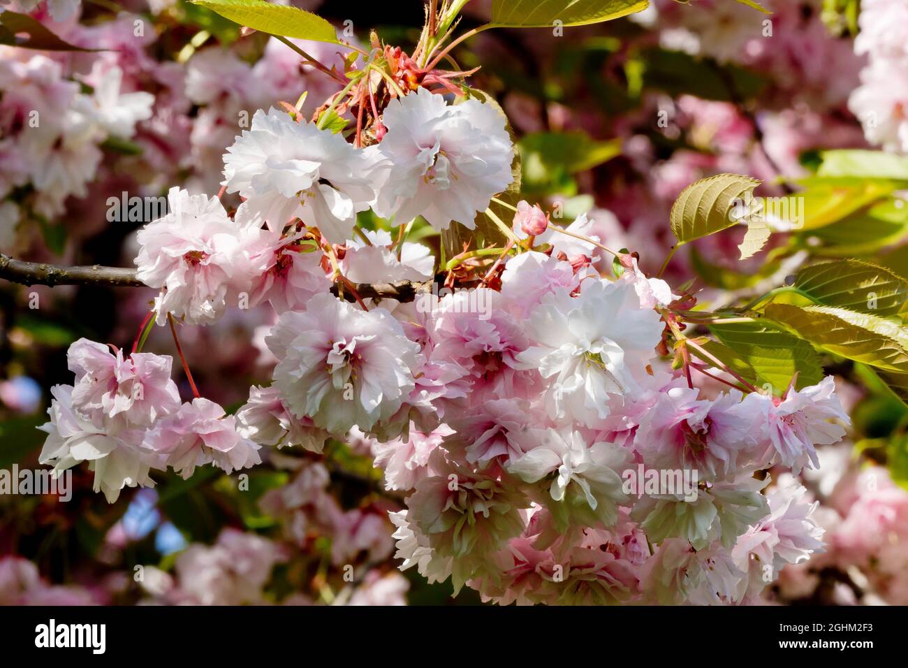 Prunus serrulata 'Albo rosea' Stock Photo - Alamy