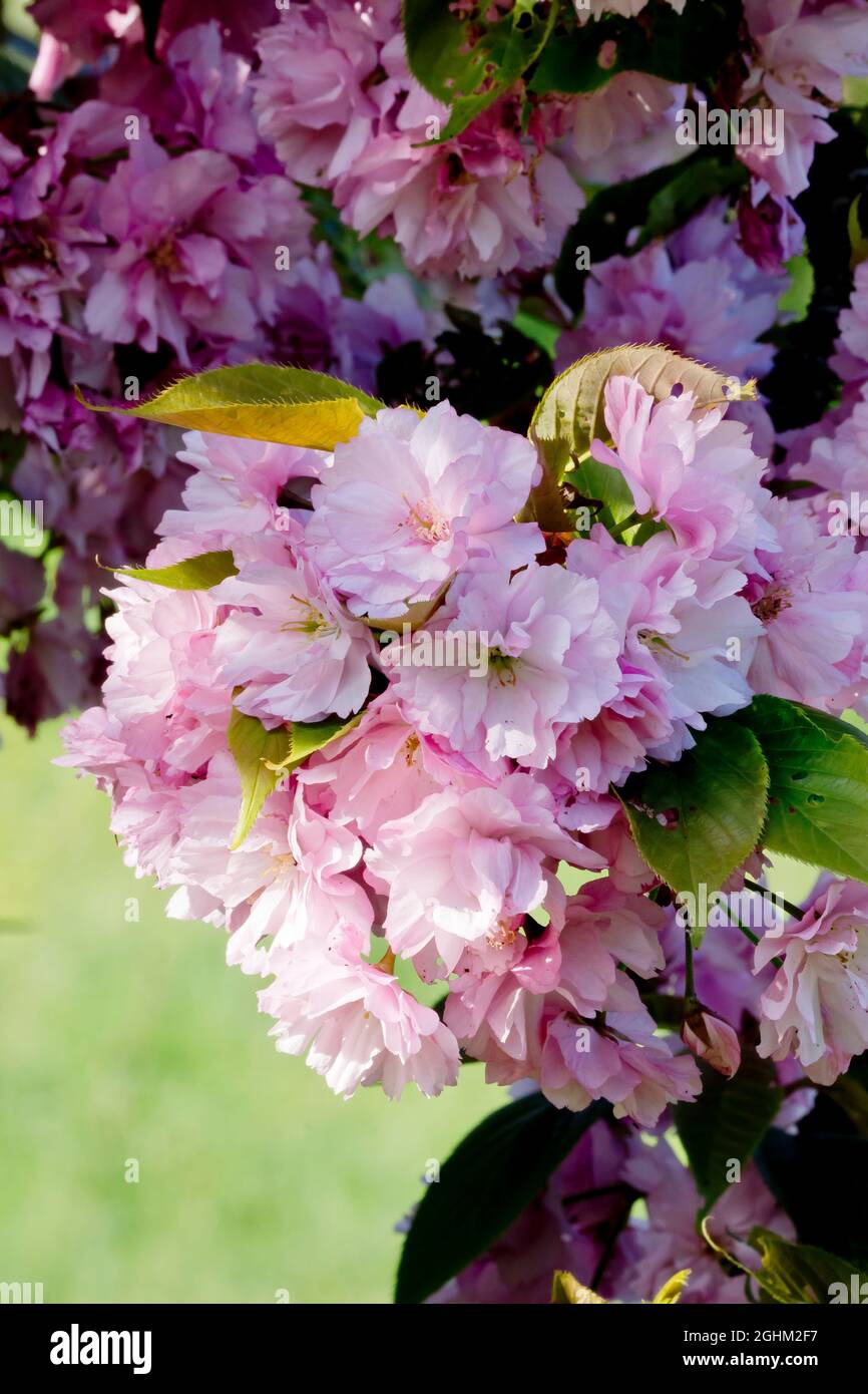 Prunus serrulata 'Shogetsu' Stock Photo - Alamy