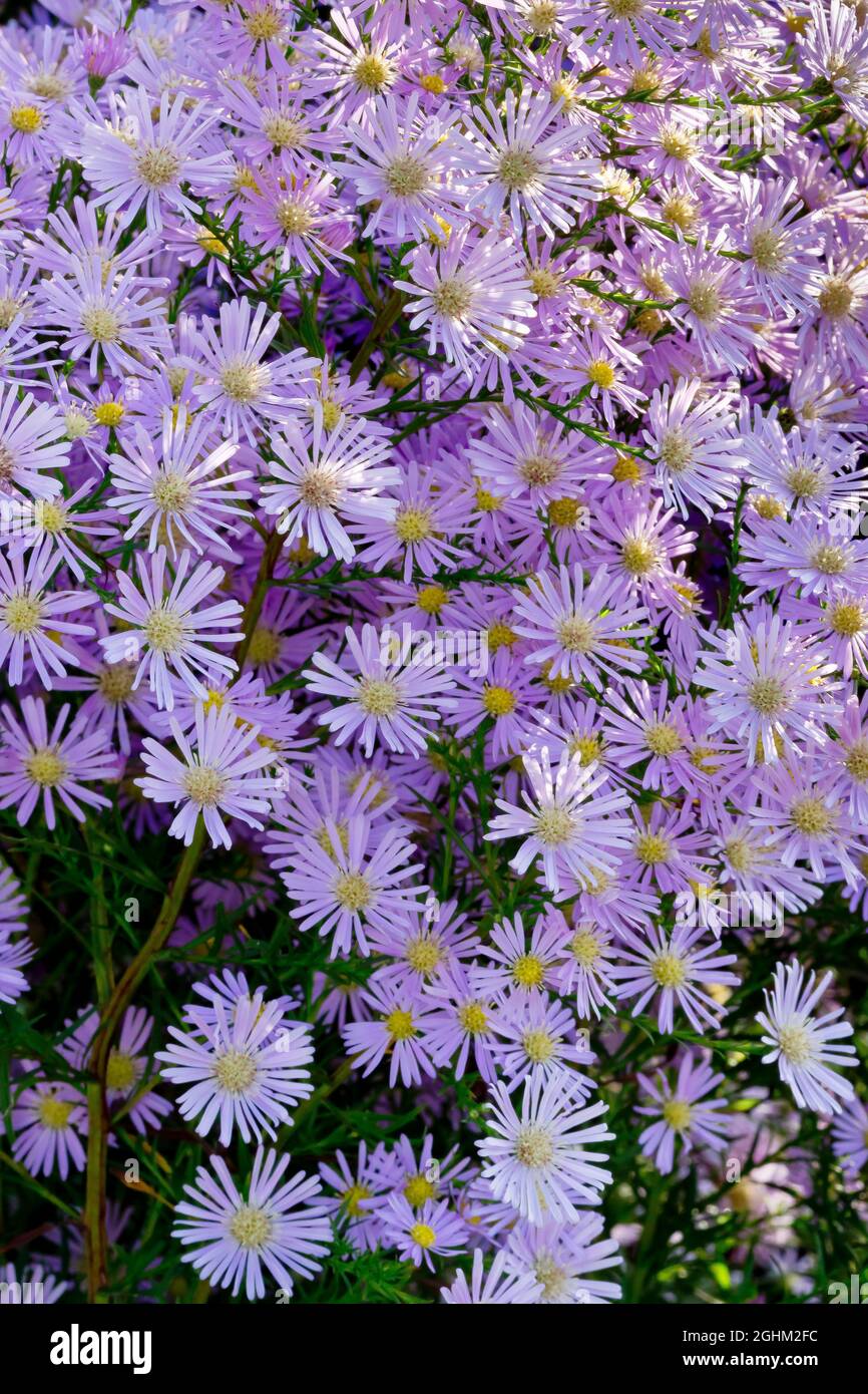 Aster ericoides 'Pink Star' Stock Photo - Alamy