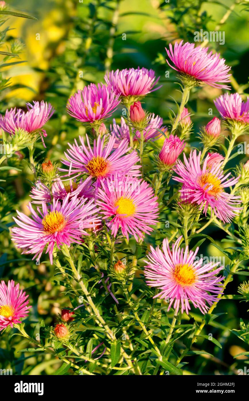 Aster novae-angliae 'Harrington's Pink' Stock Photo - Alamy