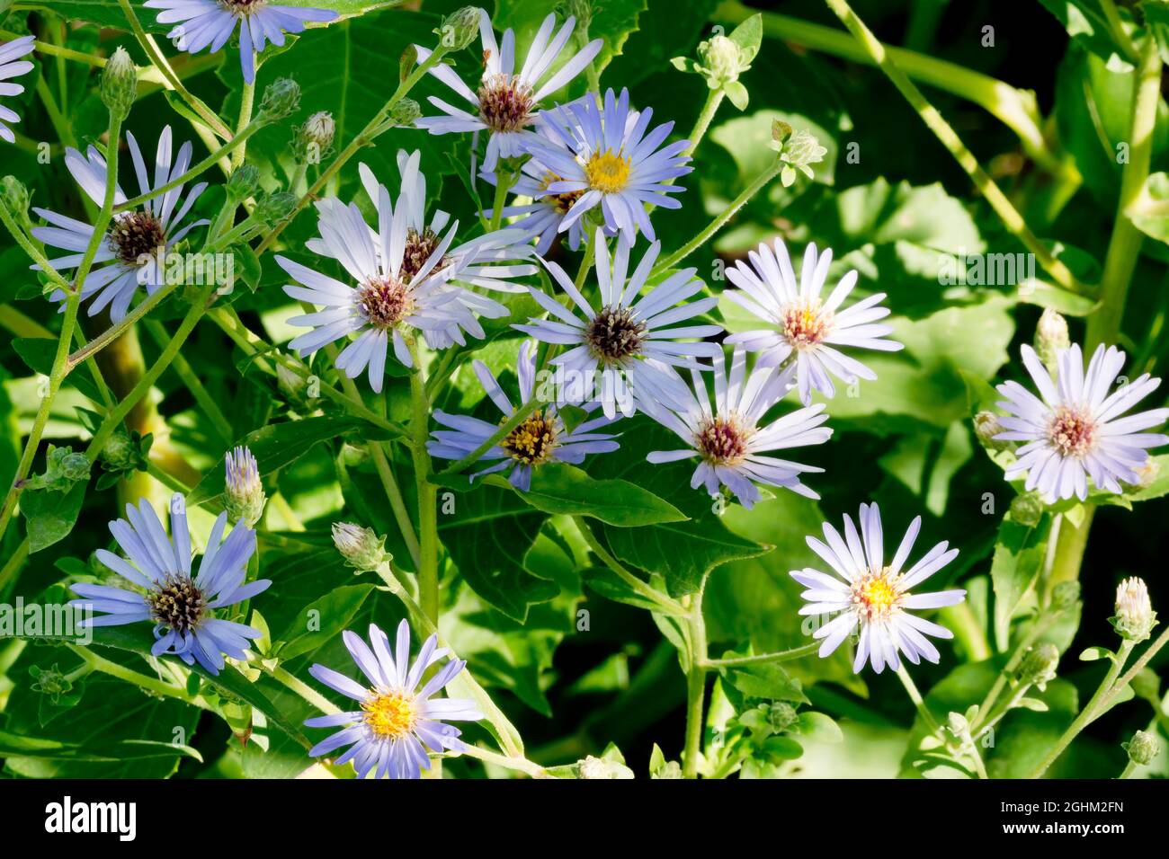 Aster macrophyllus 'Twilight' Stock Photo - Alamy