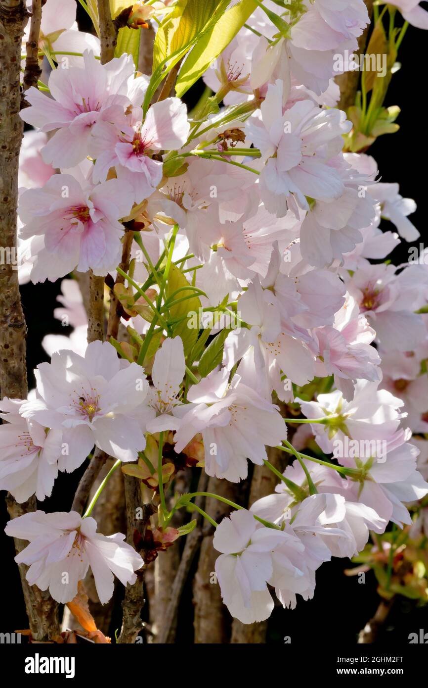 Prunus serrulata 'Amanogawa' Stock Photo - Alamy