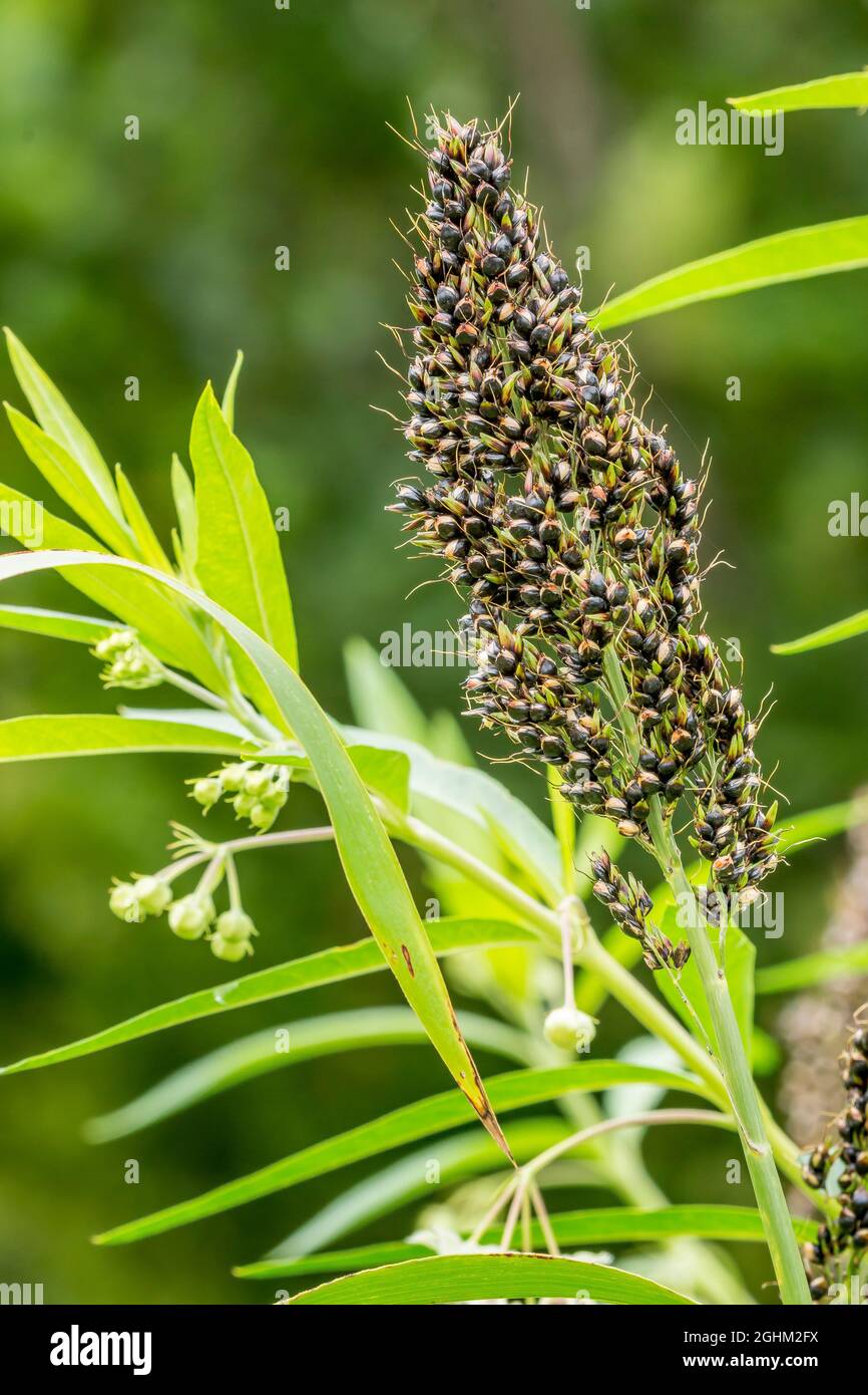 Sorghum Nigrum 'Texas Black' Stock Photo - Alamy