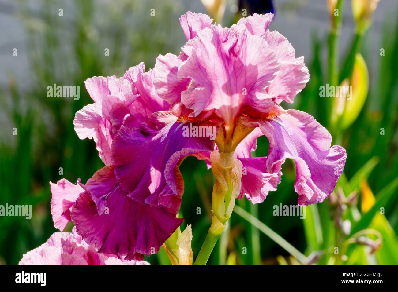 Iris Germanica 'Paris Original' Ghio 1981 Stock Photo - Alamy