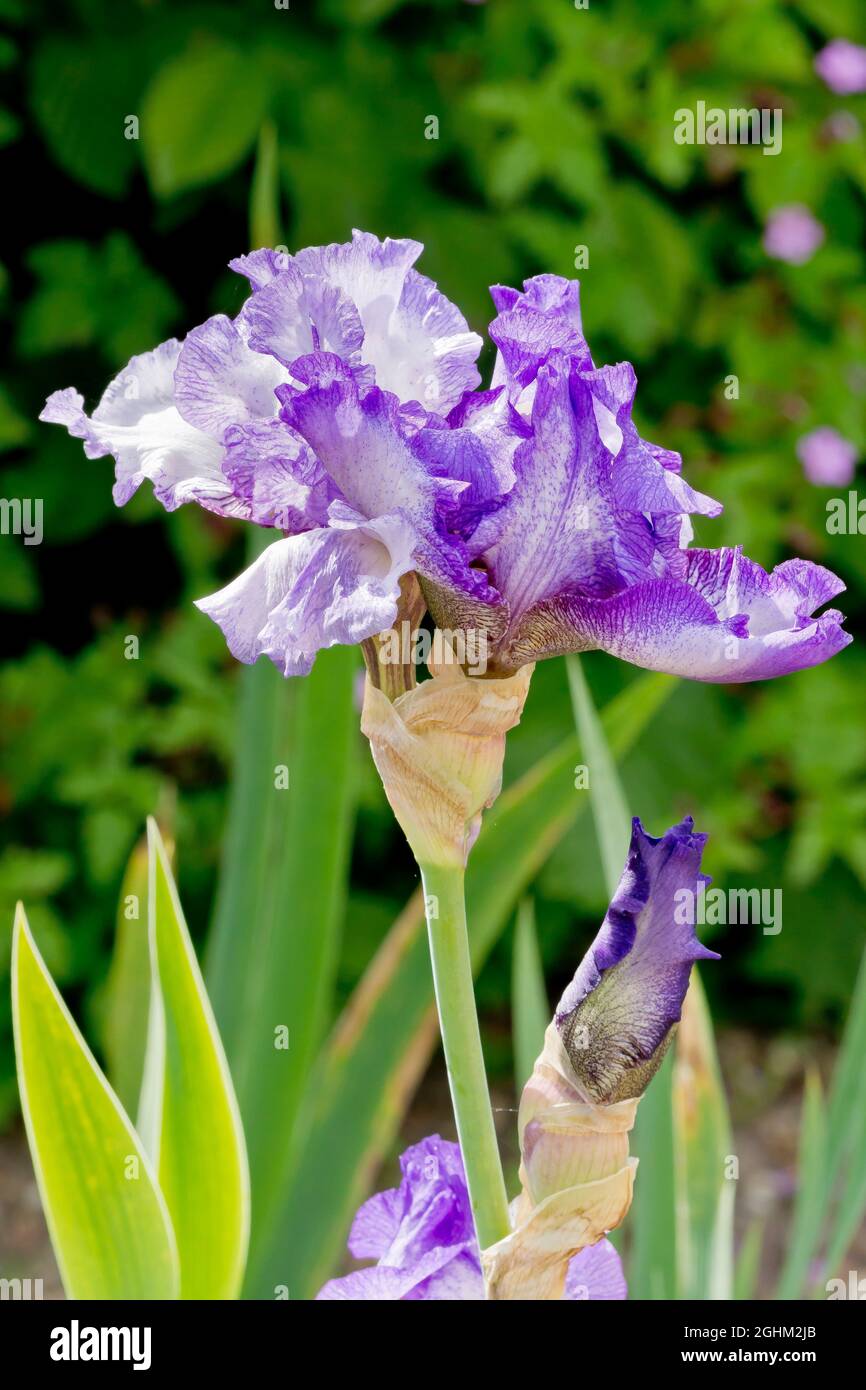 Iris Germanica 'Line Drive' Obtenteur : Sutton 2007 Stock Photo - Alamy