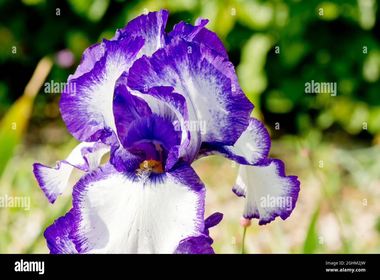 Iris Germanica 'Loop The Loop' Schreiner 1973 Stock Photo - Alamy
