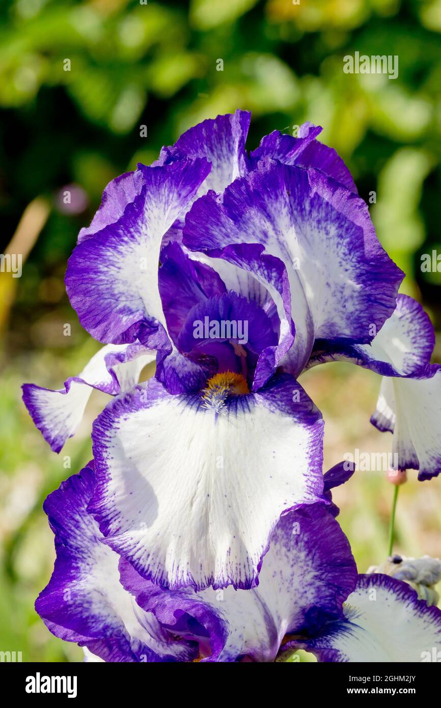 Iris Germanica 'Loop The Loop' Schreiner 1973 Stock Photo - Alamy