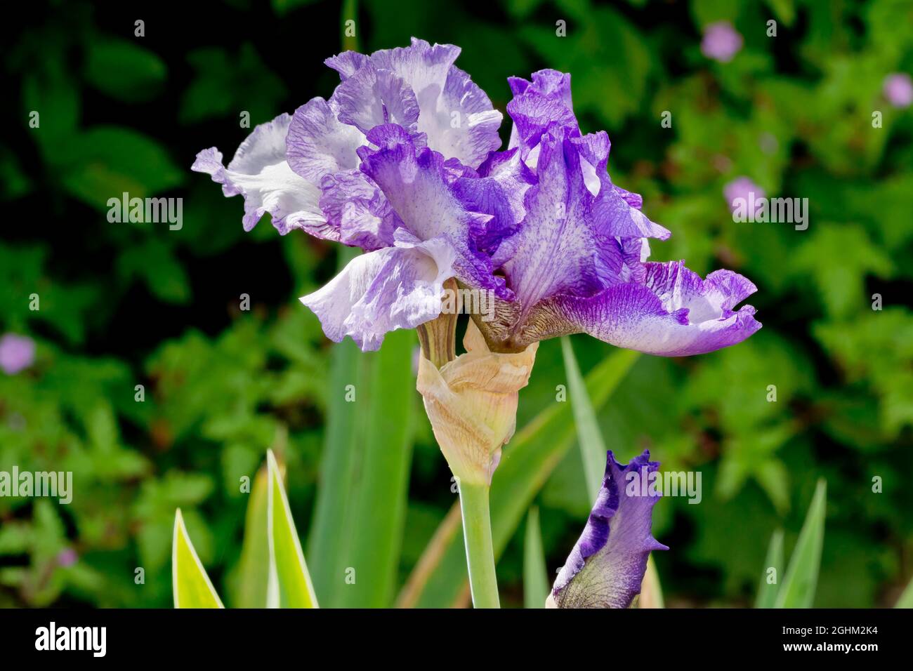 Iris Germanica 'Line Drive' Obtenteur : Sutton 2007 Stock Photo - Alamy