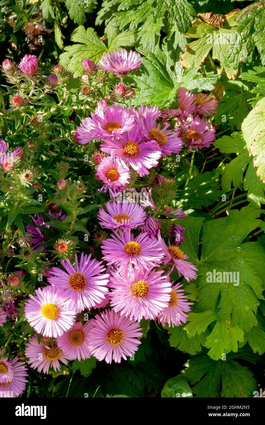Aster novae-angliae 'Barr's Pink' Stock Photo - Alamy