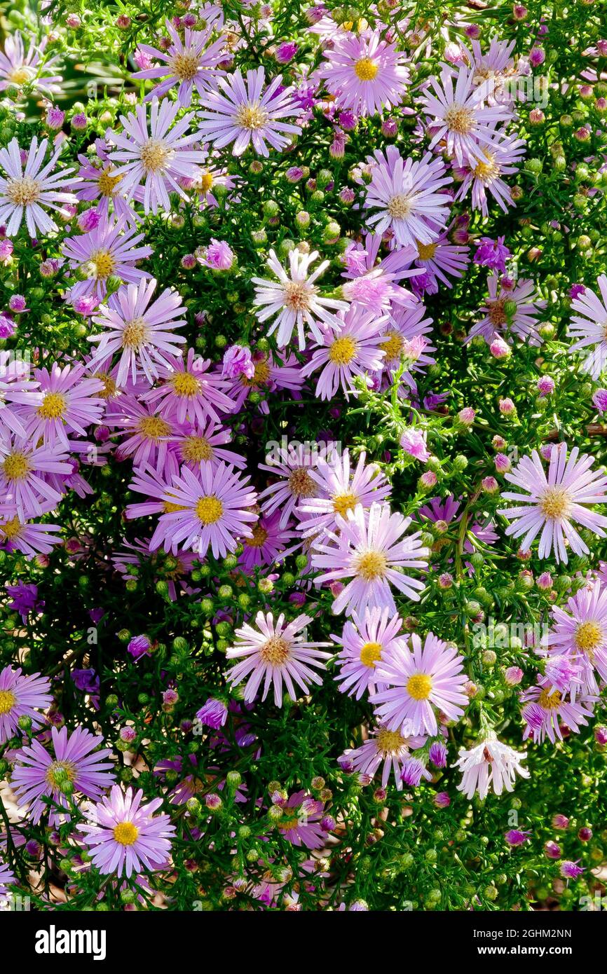 Aster ericoides 'Pink Star' Stock Photo - Alamy