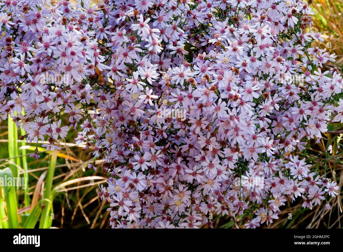 Aster frikartii 'Monch' Stock Photo - Alamy