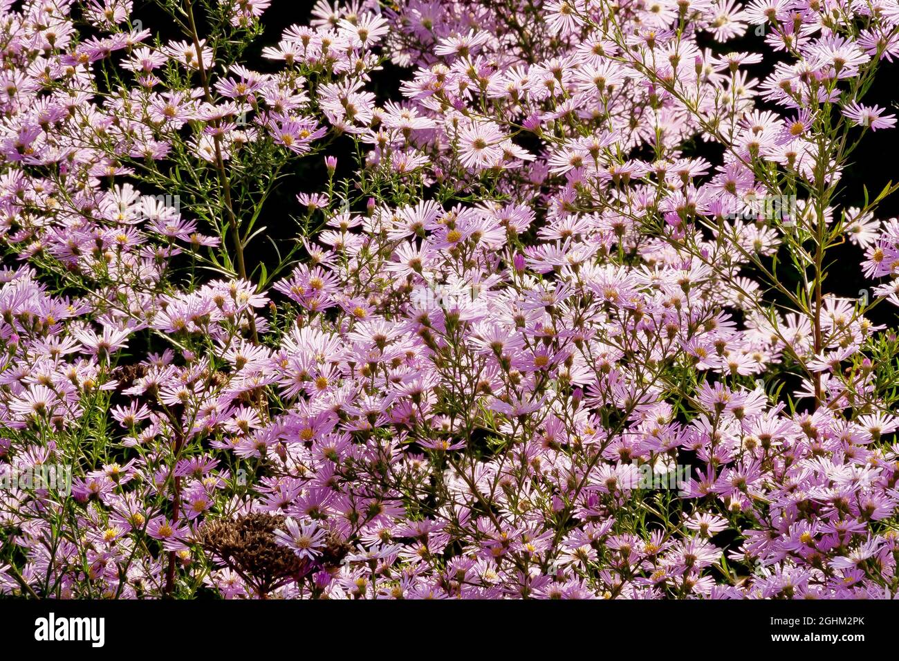 Aster cordifolius 'Pink Star' Stock Photo - Alamy