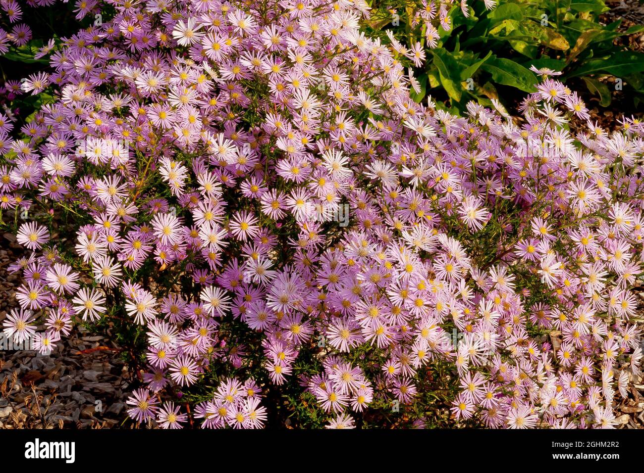 Aster ericoides 'Pink Star' Stock Photo - Alamy