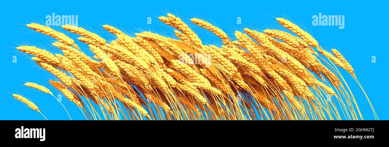 bundle of rye with blue sky - farm harvest isolated. cgi industrial 3D ...