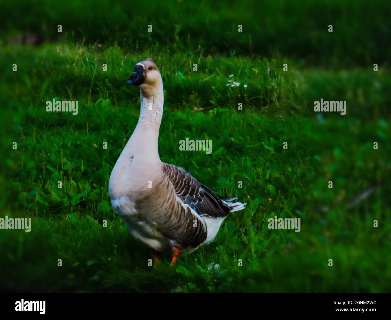 Wild exotic goose perched on a green meadow Stock Photo - Alamy