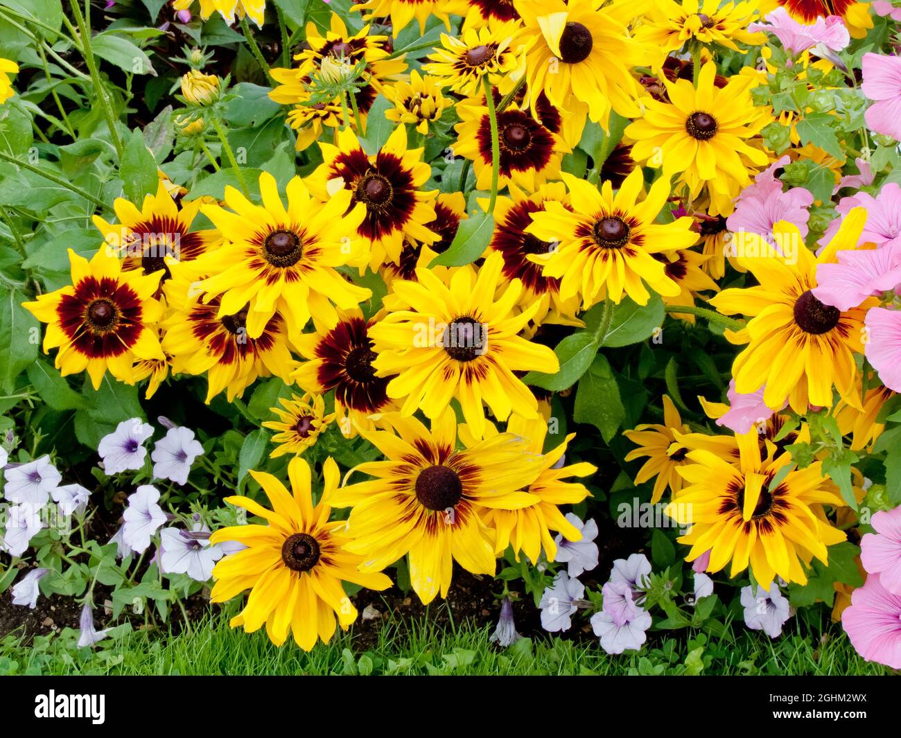 Rudbeckia hirta 'Denver Daisy' Stock Photo - Alamy